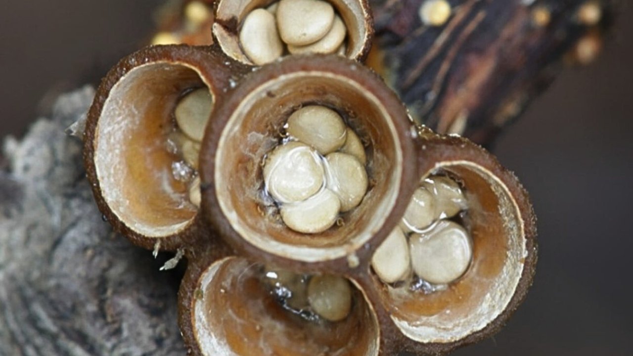 The Top 10 Weirdest Fungus Species | From Alien-Like Growth to Rainbow ...